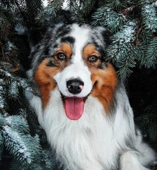 20 Most Spirited Breeds Of Dogs - PetPress