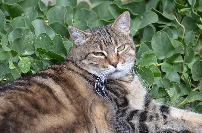 500+ Italian Cat Names That Are Bellissimo!