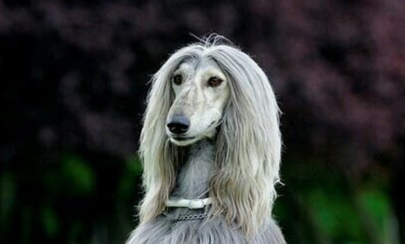 Top 5 Most Naughty Dog Breeds - PetPress