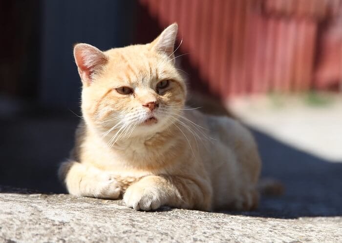 500+ Italian Cat Names That Are Bellissimo!