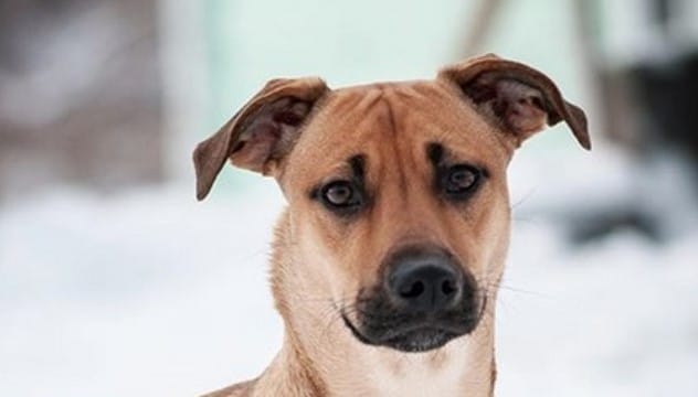 Top 165 Best Black Mouth Cur Dog Names - PetPress