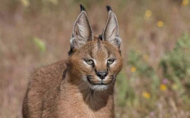 15 Interesting Facts About Caracals - PetPress