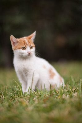 Fall Cat Names – 200 Best Autumn Inspired Cat Names