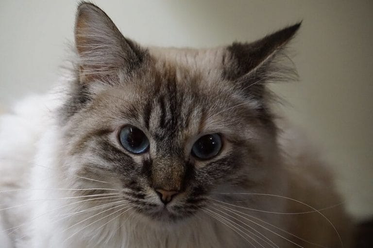 380 Spunky Cat Names for Your Kitten For Your Brave Kitten