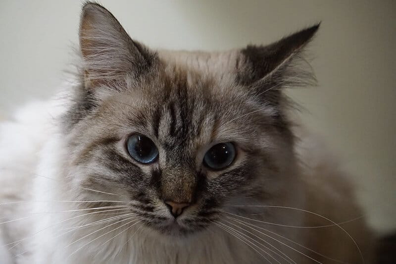 380 Spunky Cat Names for Your Kitten For Your Brave Kitten