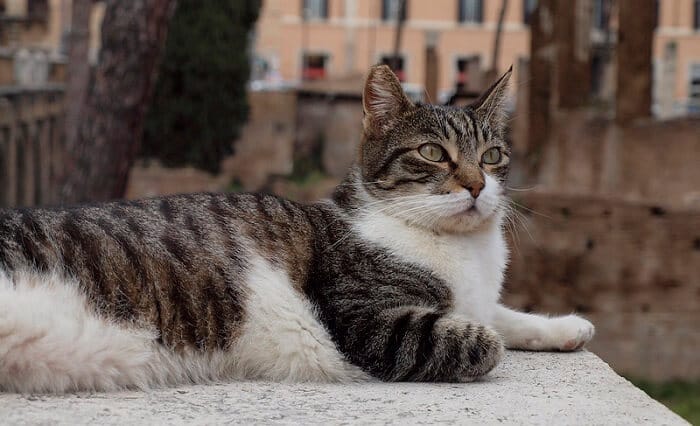 500+ Italian Cat Names That Are Bellissimo!
