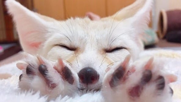 15 Exotic Animals That Are Chosen By People All Over The World As Pets ...