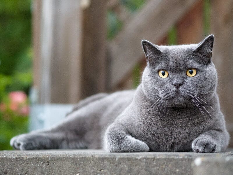320 Best Royal Cat Names For Your Noble And Adorable Kitten