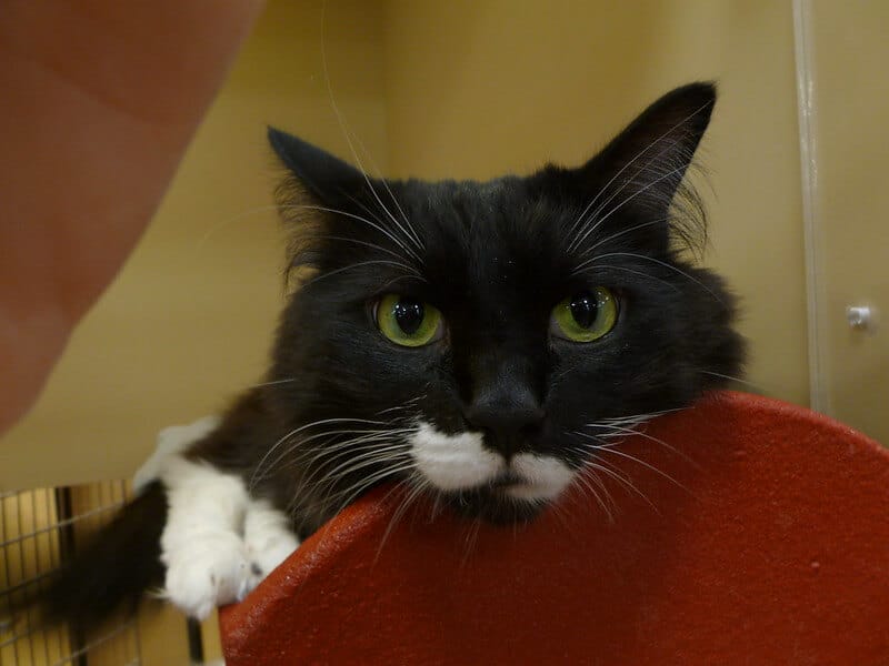 380 Spunky Cat Names for Your Kitten For Your Brave Kitten