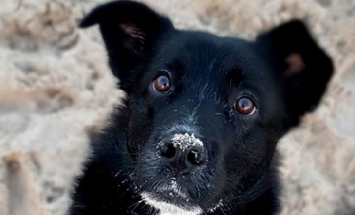 Top 125 Best Karelian Bear Dog Names - PetPress
