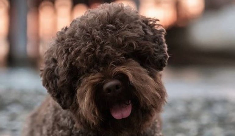 TOP 15 Most Exotic Dog Breeds In The World - PetPress