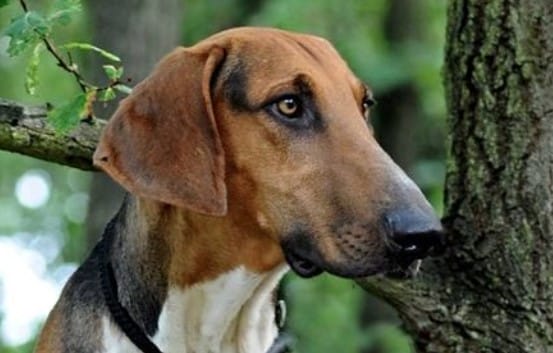 9 Breeds Of Dogs That Were Bred In France - PetPress