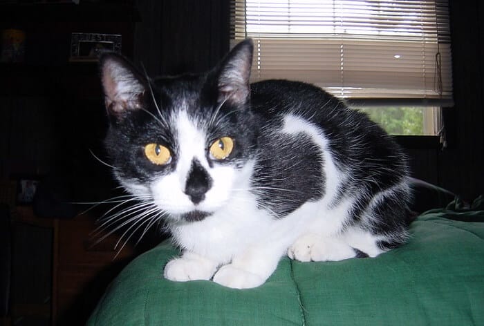 380 Spunky Cat Names for Your Kitten For Your Brave Kitten