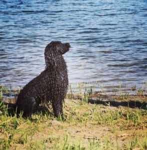 TOP 10 Dog Breeds That Love To Swim In The Water - PetPress