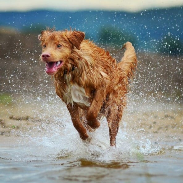 TOP 10 Dog Breeds That Love To Swim In The Water - PetPress
