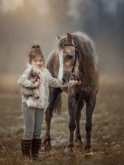 Top 15 Most Beautiful Horse Breeds - Page 2 of 3 - PetPress