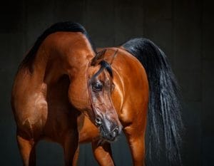 Top 15 Most Beautiful Horse Breeds - PetPress