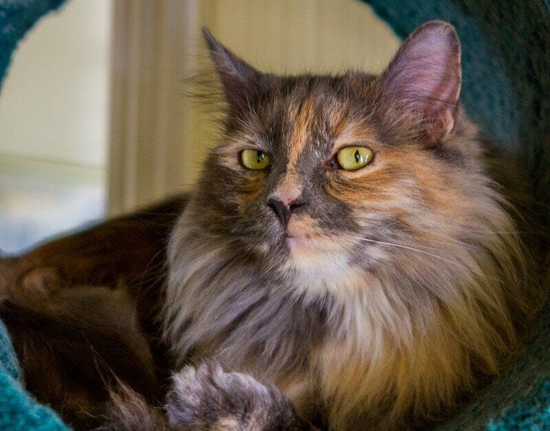 90 Astronomy Inspired Cat Names - Unique Name Ideas For your Cute Cats