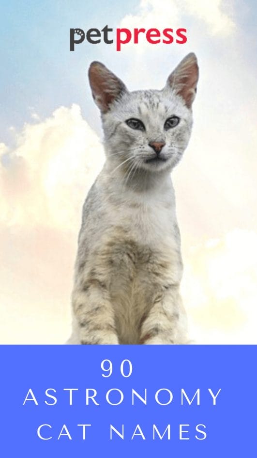 90 Astronomy Inspired Cat Names - Unique Name Ideas For your Cute Cats