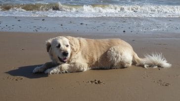 180 Beach Inspired Dog Names - PetPress