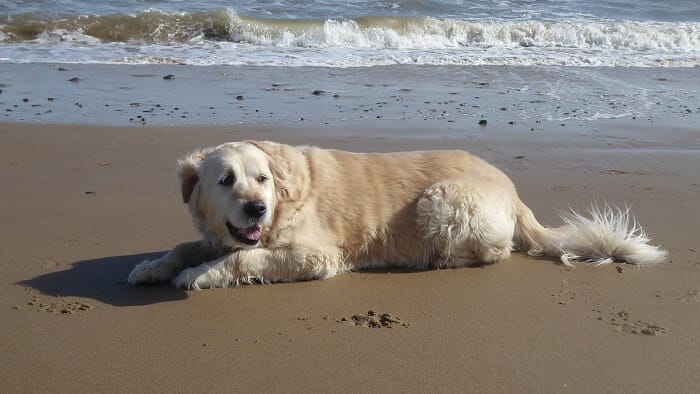 180 Beach Inspired Dog Names - PetPress