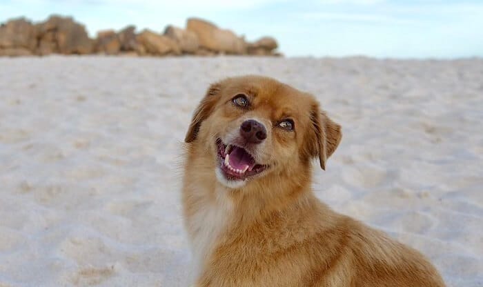 180 Beach Inspired Dog Names - PetPress