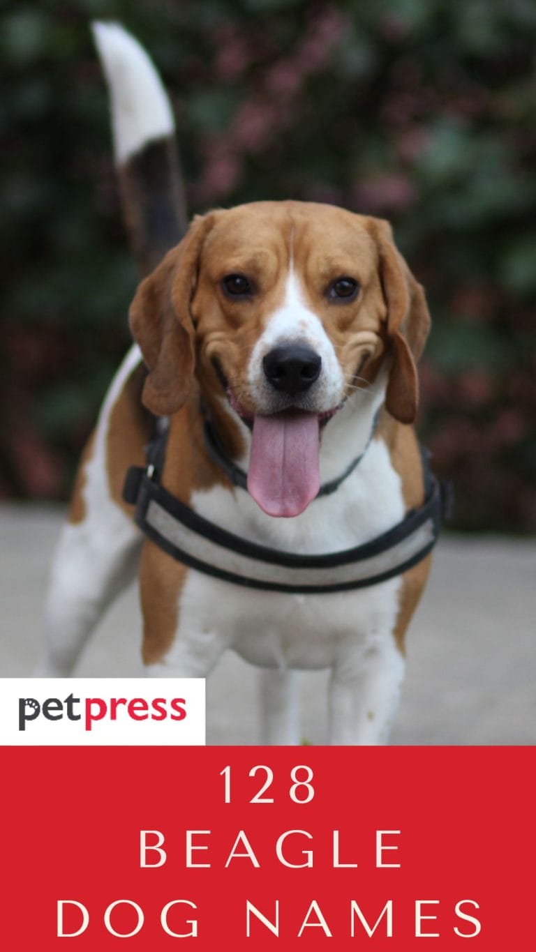 Top 128 Best Beagle Dog Names - PetPress