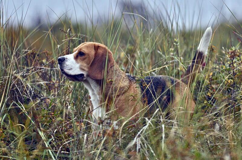 118 Best Male Hunting Dog Names - PetPress