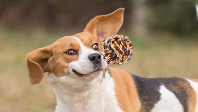 15 Things That Beagles Love To Do - PetPress