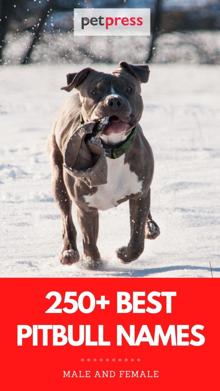Best Pitbull Names A List Of 250 Unique Dog Names For A Pitbull best-pitbull-names-a-list-of-250-unique-dog-names-for-a-pitbull