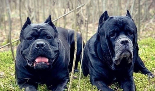 40+ Warrior Dog Names for Female Dogs (With Meanings) - PetPress