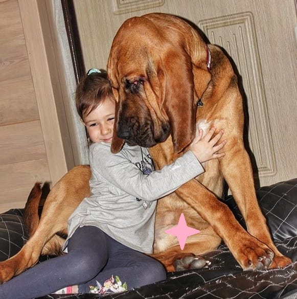14 Funny Pictures Showing The Typical Quarantine Day of Bloodhound Dogs ...