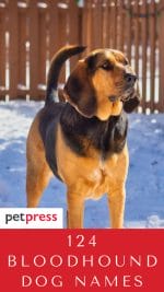 Top 124 Best Bloodhound Dog Names