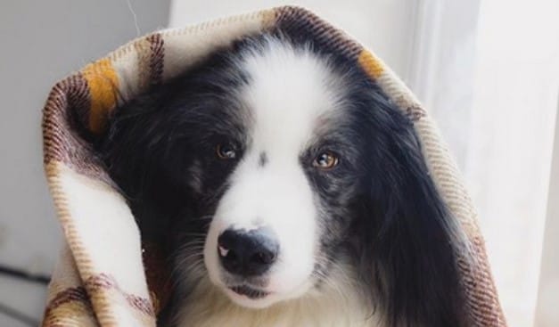 Top 125 Best Border Collie Dog Names - PetPress