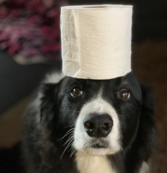 15 Funny Border Collie Pictures Showing How You Should Spend Quarantine ...