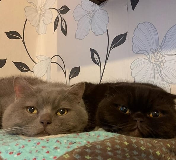 16 Funny Pictures Proving That Your Scottish Fold Cats Will Help You To ...