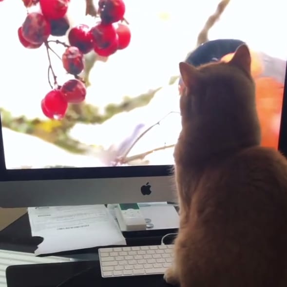 16 Funny Pictures Proving That Your Scottish Fold Cats Will Help You To ...