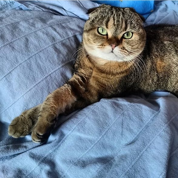 16 Funny Pictures Proving That Your Scottish Fold Cats Will Help You To ...