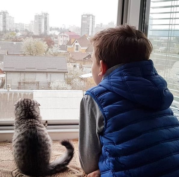 16 Funny Pictures Proving That Your Scottish Fold Cats Will Help You To ...