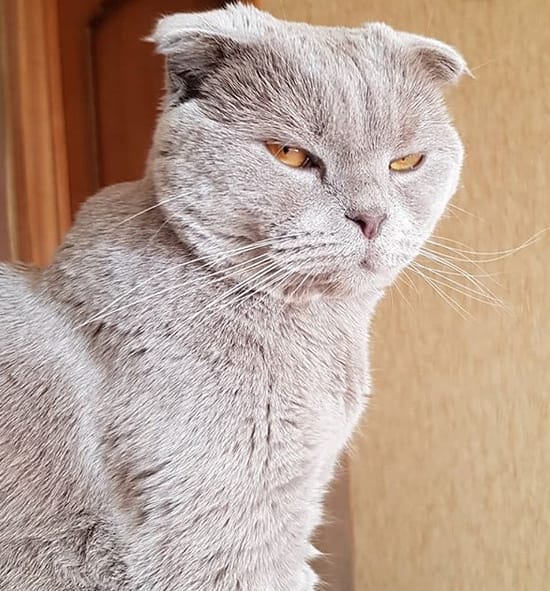 16 Funny Pictures Proving That Your Scottish Fold Cats Will Help You To ...