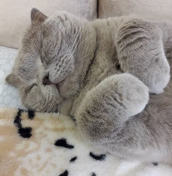 16 Funny Pictures Proving That Your Scottish Fold Cats Will Help You To ...