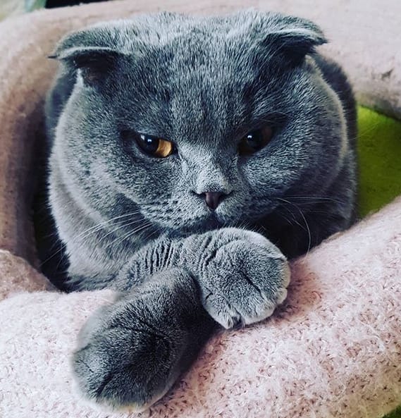 16 Funny Pictures Proving That Your Scottish Fold Cats Will Help You To ...