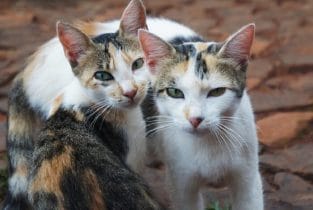 250+ Twin Cat Names for Sibling Duo Cats | PetPress