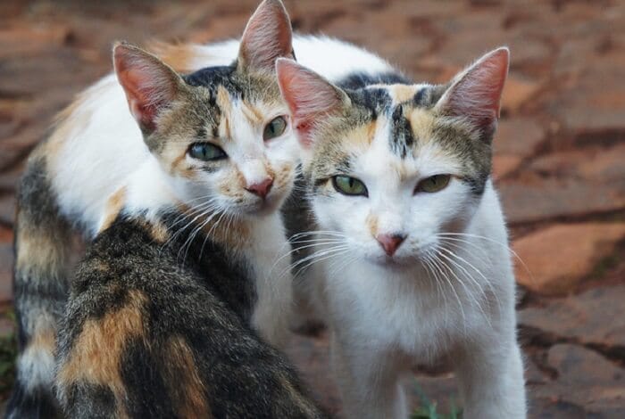 250+ Twin Cat Names for Sibling Duo Cats | PetPress