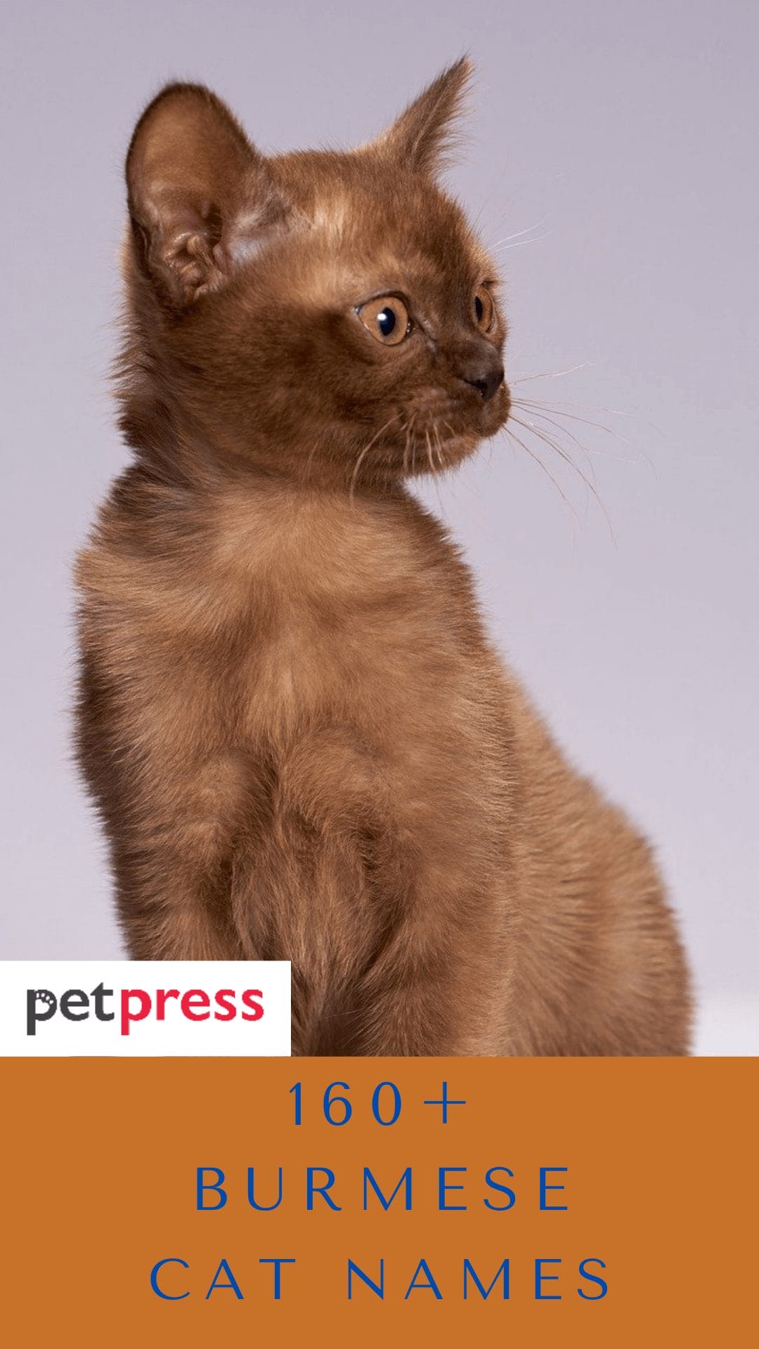 Burmese Cat Names: 160 Best Names for Burmese Cats - PetPress