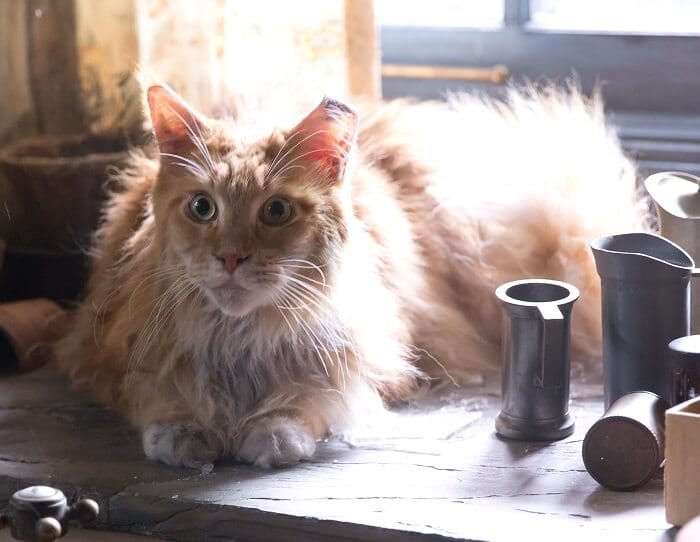 215 Pop Culture Cat Names - Famous Cat Names from Pop Culture