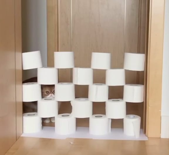 Top 9 Funniest Instagram Cat Challenges You Can Accept Staying Home ...