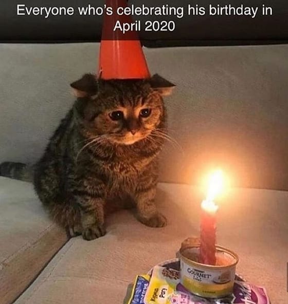 14 Funny Cat Memes Showing The Reality of Staying Home During ...