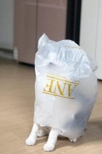 Top 9 Funniest Instagram Cat Challenges You Can Accept Staying Home ...