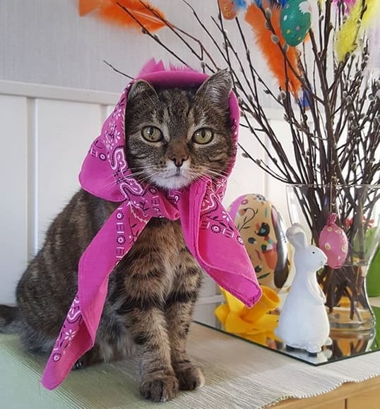 15 Funny Pictures Showing How Cats Are Making Preparations For Easter ...